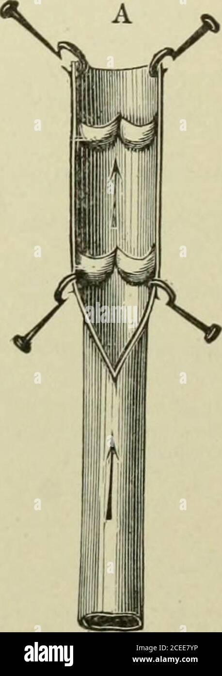 Radicles hi-res stock photography and images - Alamy