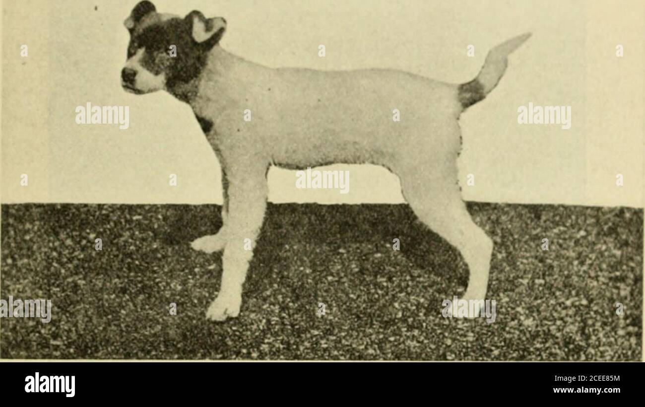 Genitalia Animal High Resolution Stock Photography and Images - Alamy