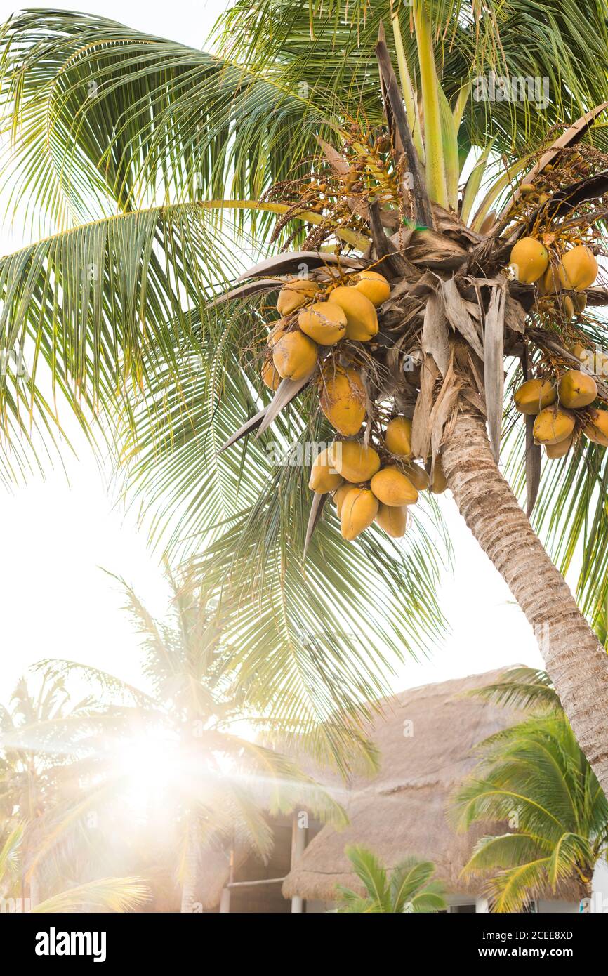 Coconuts hanging from tree hi-res stock photography and images - Alamy