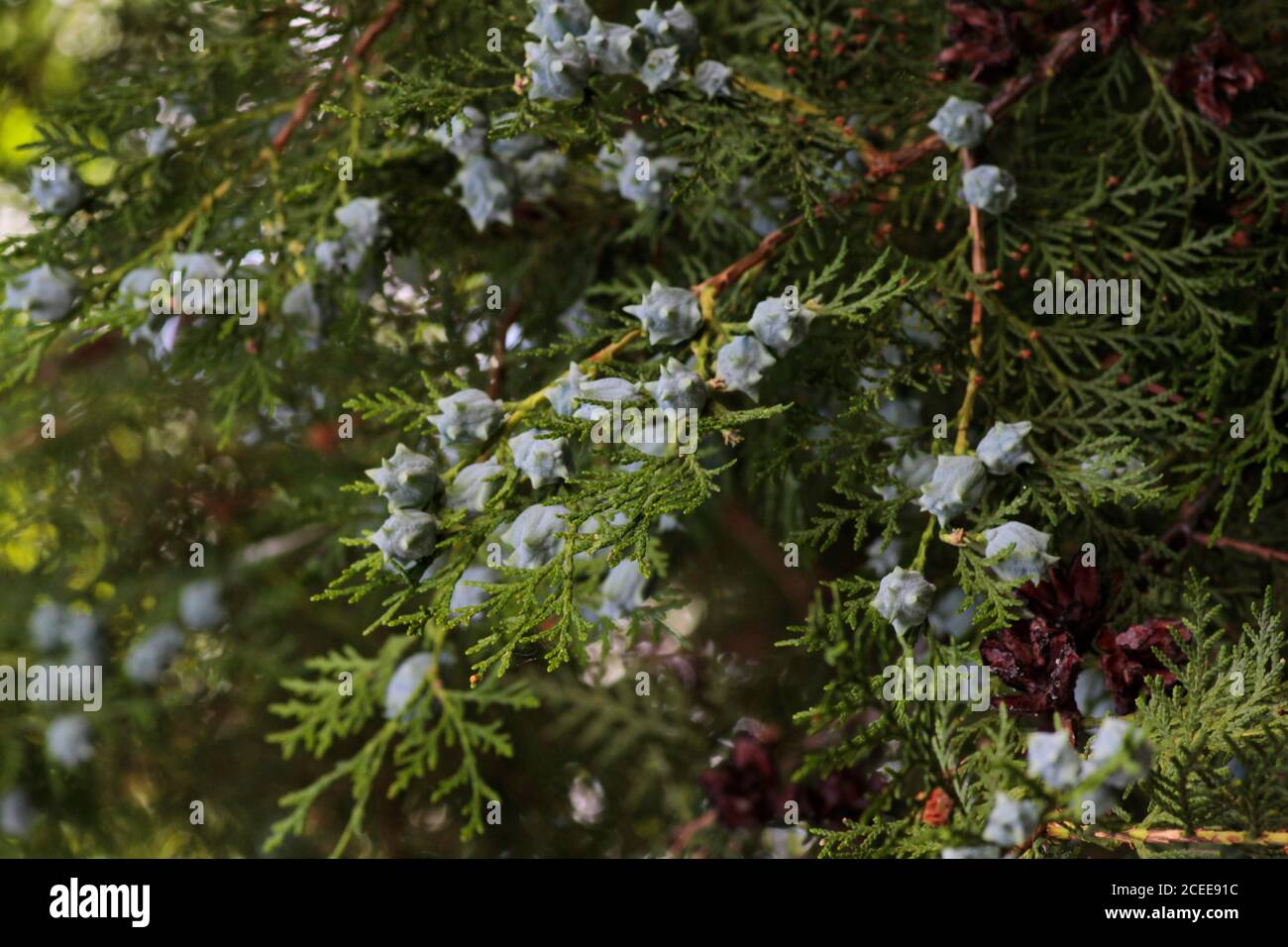 Green leaves and seeds of thuja tree. Also known as thuja border plant ...
