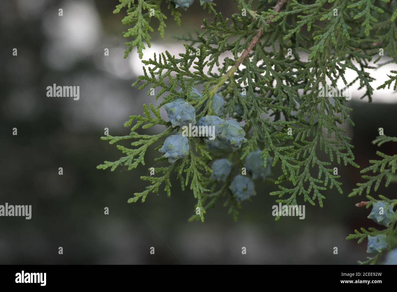 Green leaves and seeds of thuja tree. Also known as thuja border plant ...