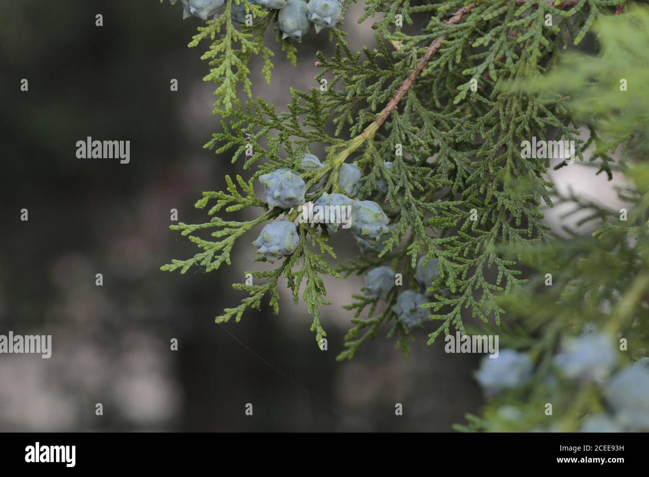 Green leaves and seeds of thuja tree. Also known as thuja border plant ...
