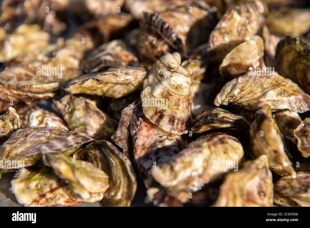 Wild and native Oysters grown and harvested in the Shetland Islands ...