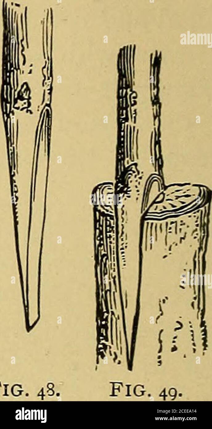 . The American fruit culturist. Fig. 47. Fig. 50.Cleft-grafting.. Fig ...