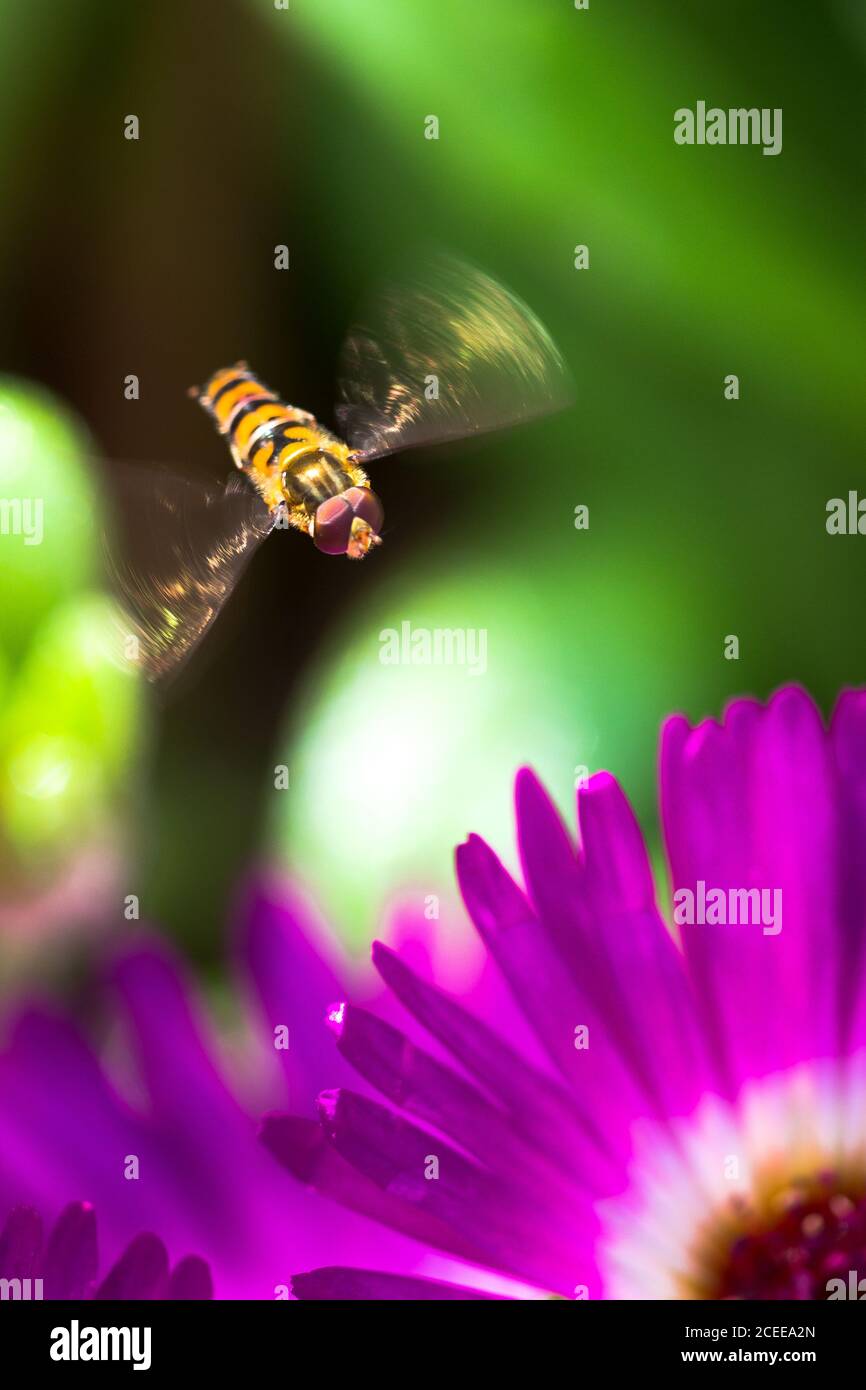 Hoverflies garden summer uk hi-res stock photography and images - Alamy