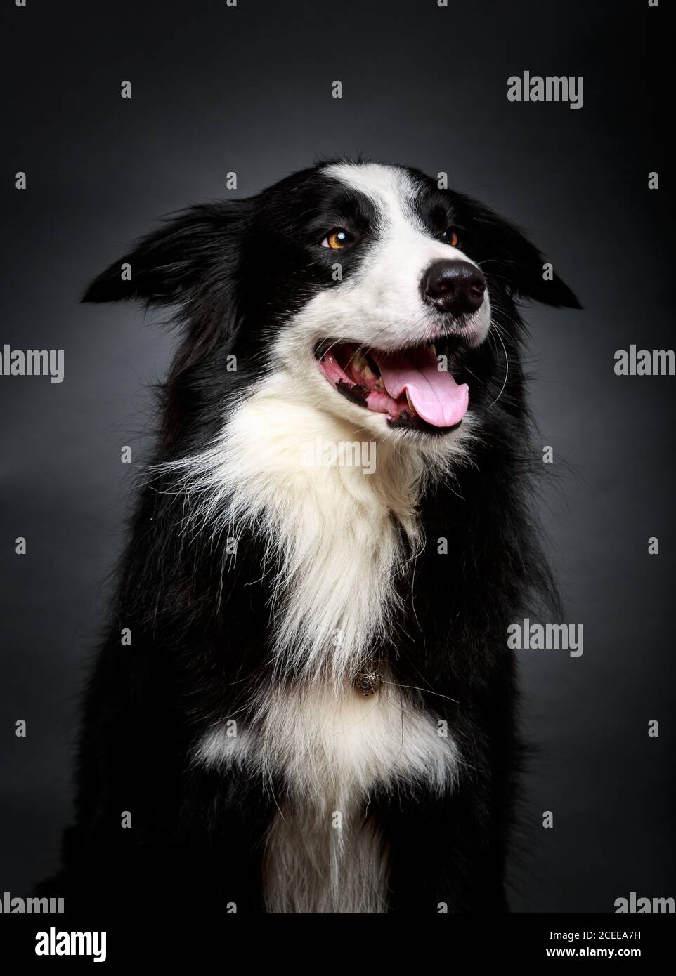 Amazing dog staring at camera Stock Photo - Alamy