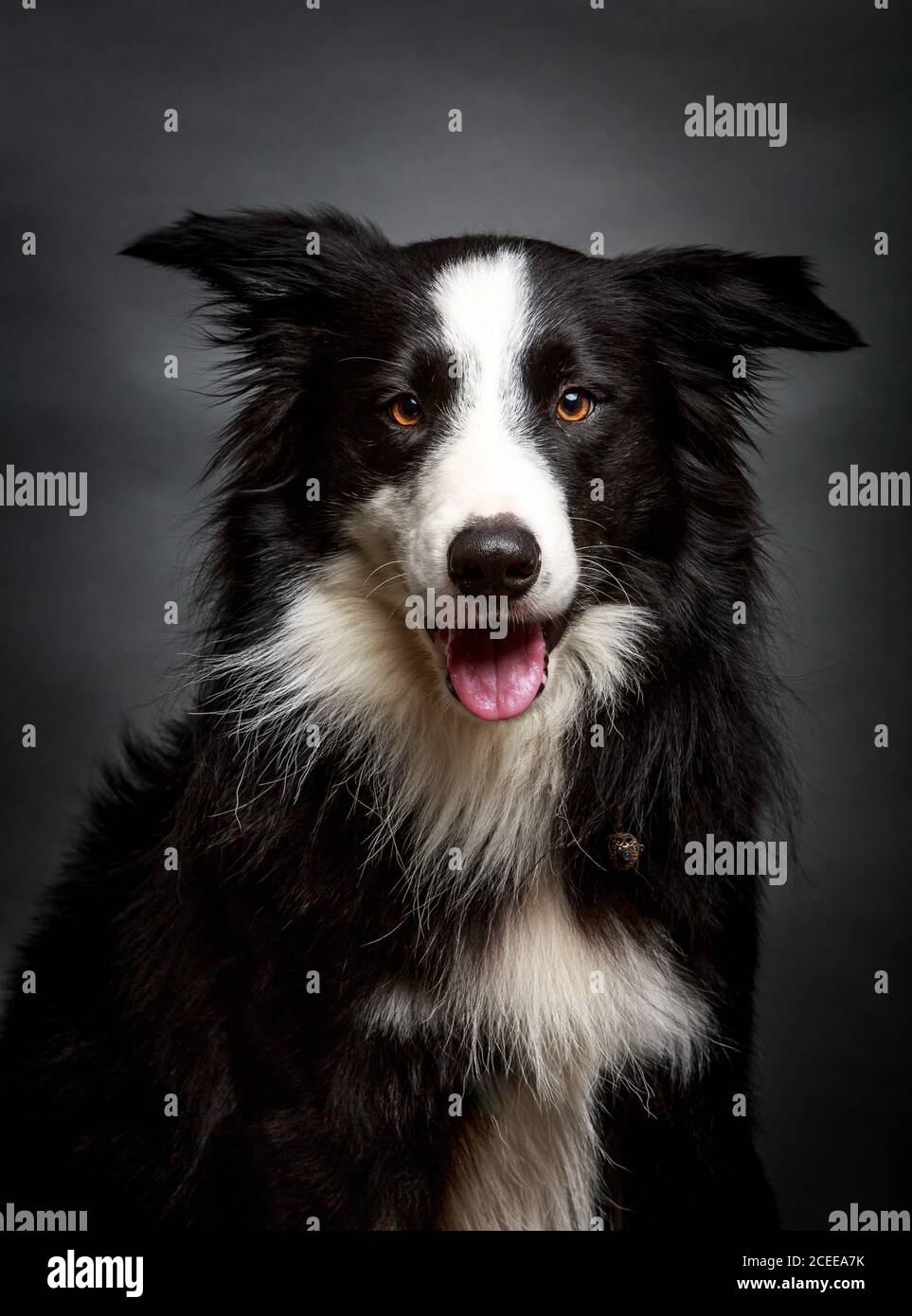 Wonderful fluffy Border Collie staring at camera while sitting on gray ...