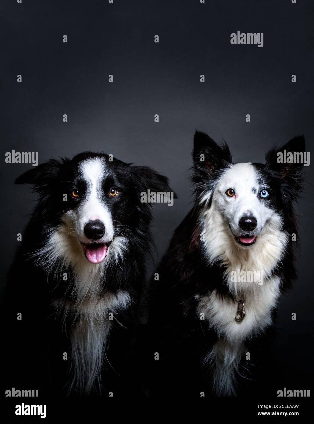 Dogs staring at each other hi-res stock photography and images - Alamy