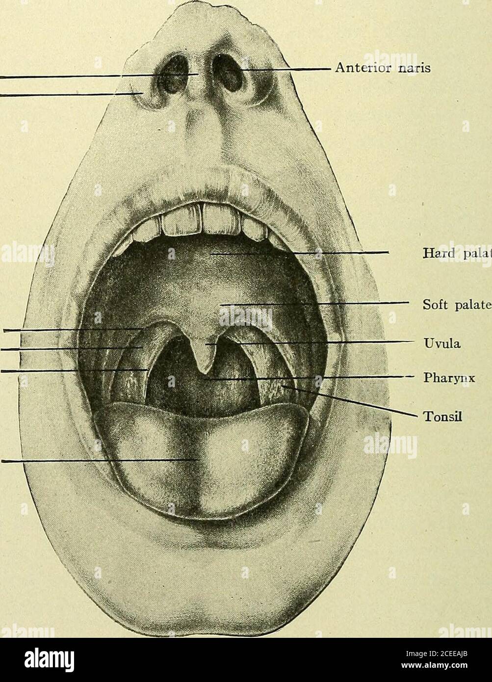 . Text-book of anatomy and physiology for nurses. are not joined in ...