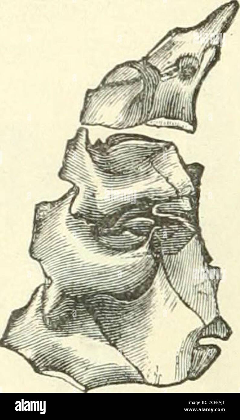 Miocene deer hi-res stock photography and images - Alamy