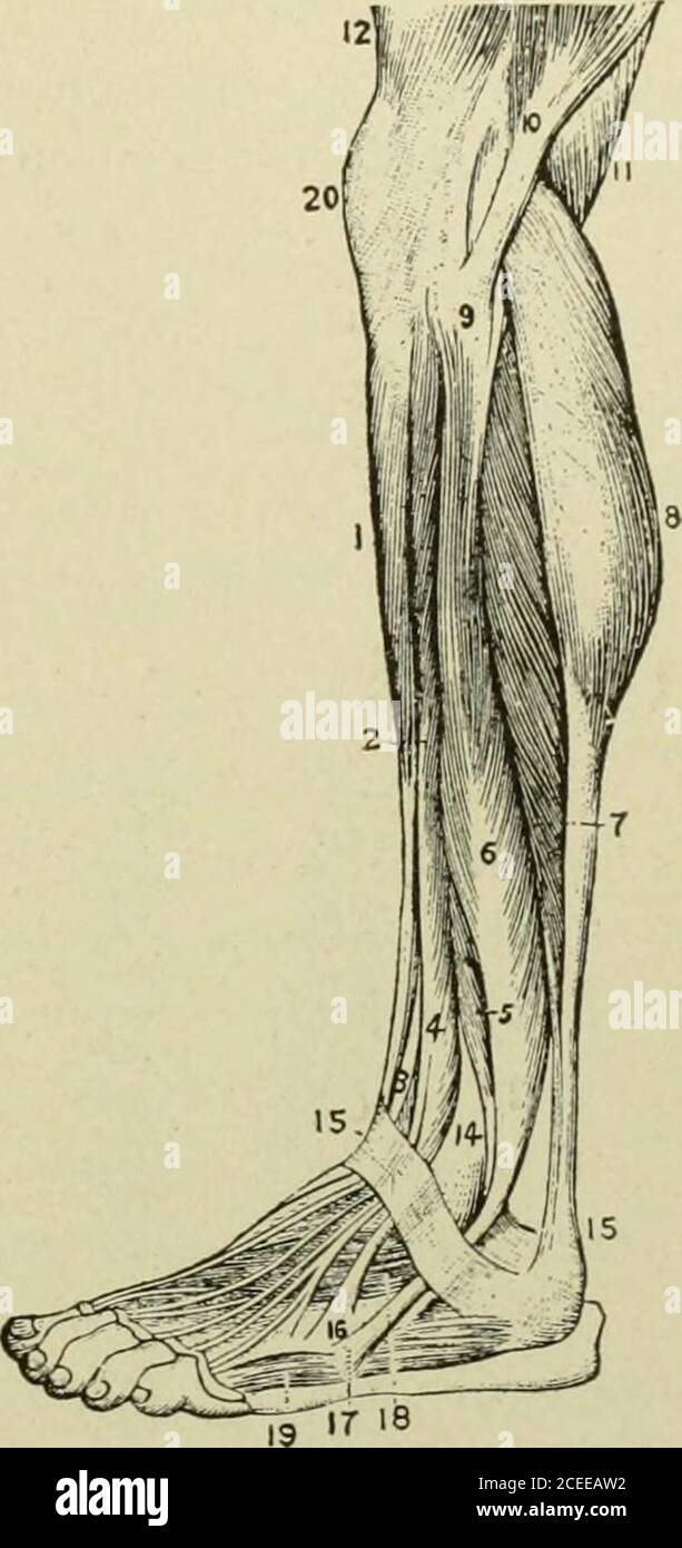 . Text-book of anatomy and physiology for nurses. in thebody, the tendo ...