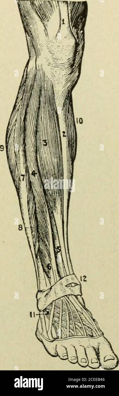 . Text-book of anatomy and physiology for nurses. f the two.—To flex ...