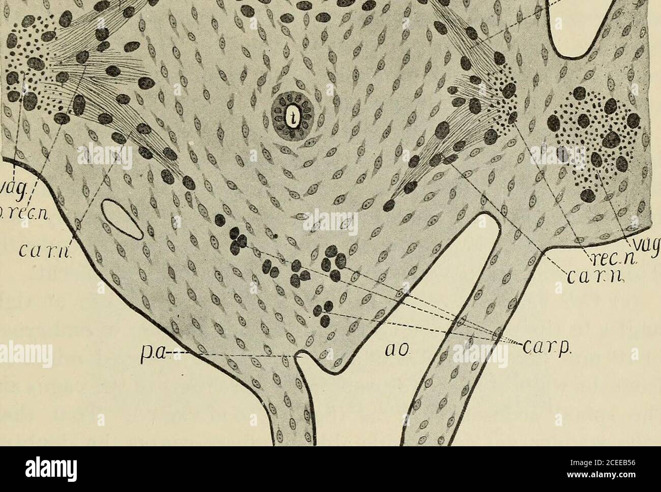 . The development of the sympathetic nervous system in mammals. ,-brec ...