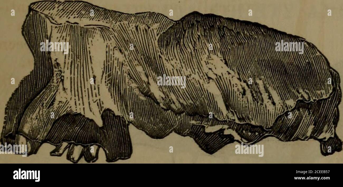 Mylodon skull hi-res stock photography and images - Alamy