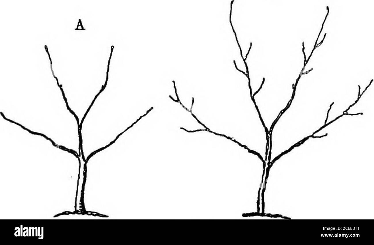 Chief evil Black and White Stock Photos & Images - Alamy