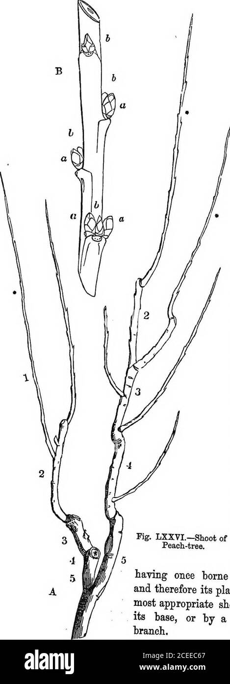 Ovate scales Cut Out Stock Images & Pictures - Alamy