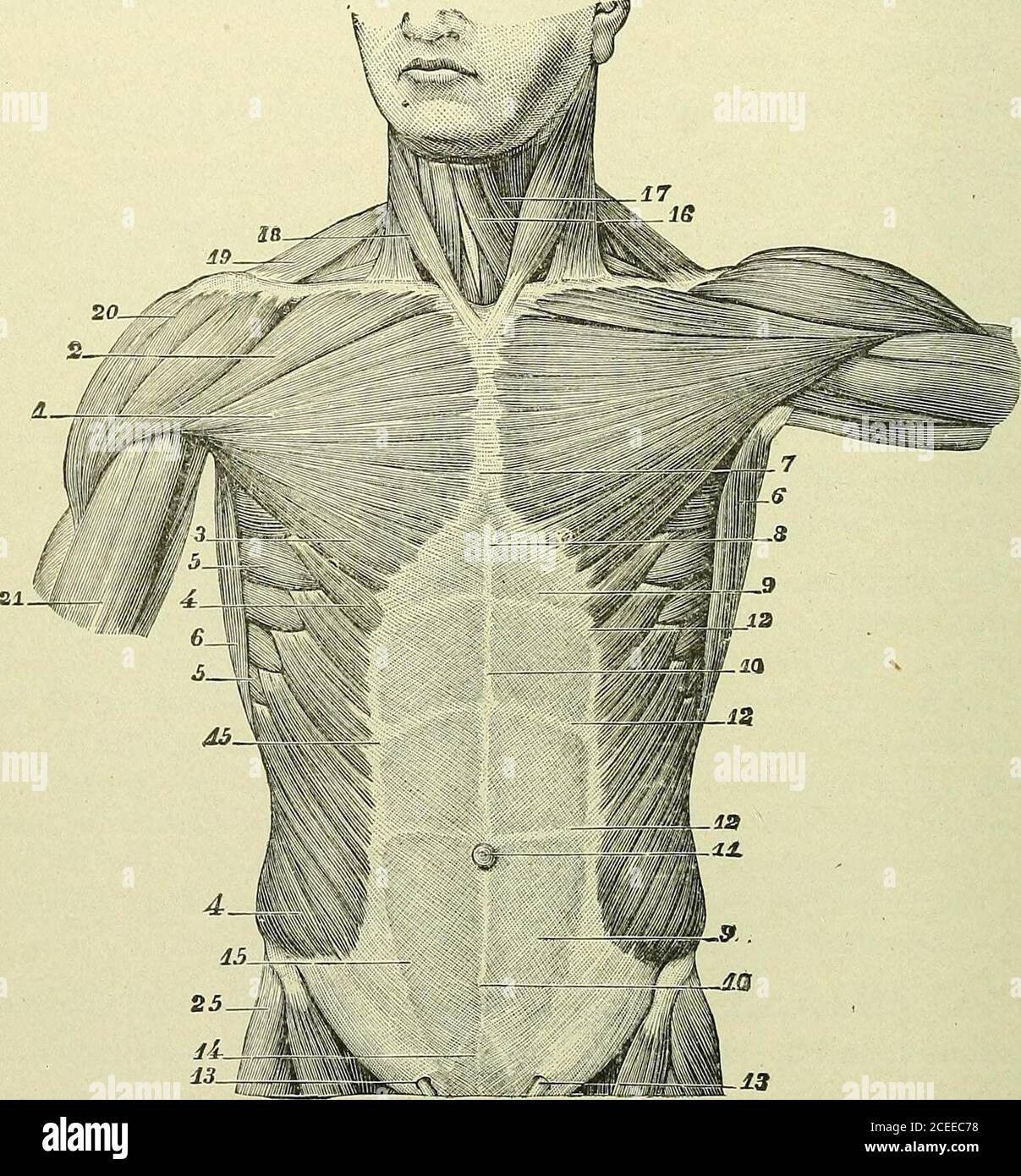 Clavicular muscle hi-res stock photography and images - Alamy