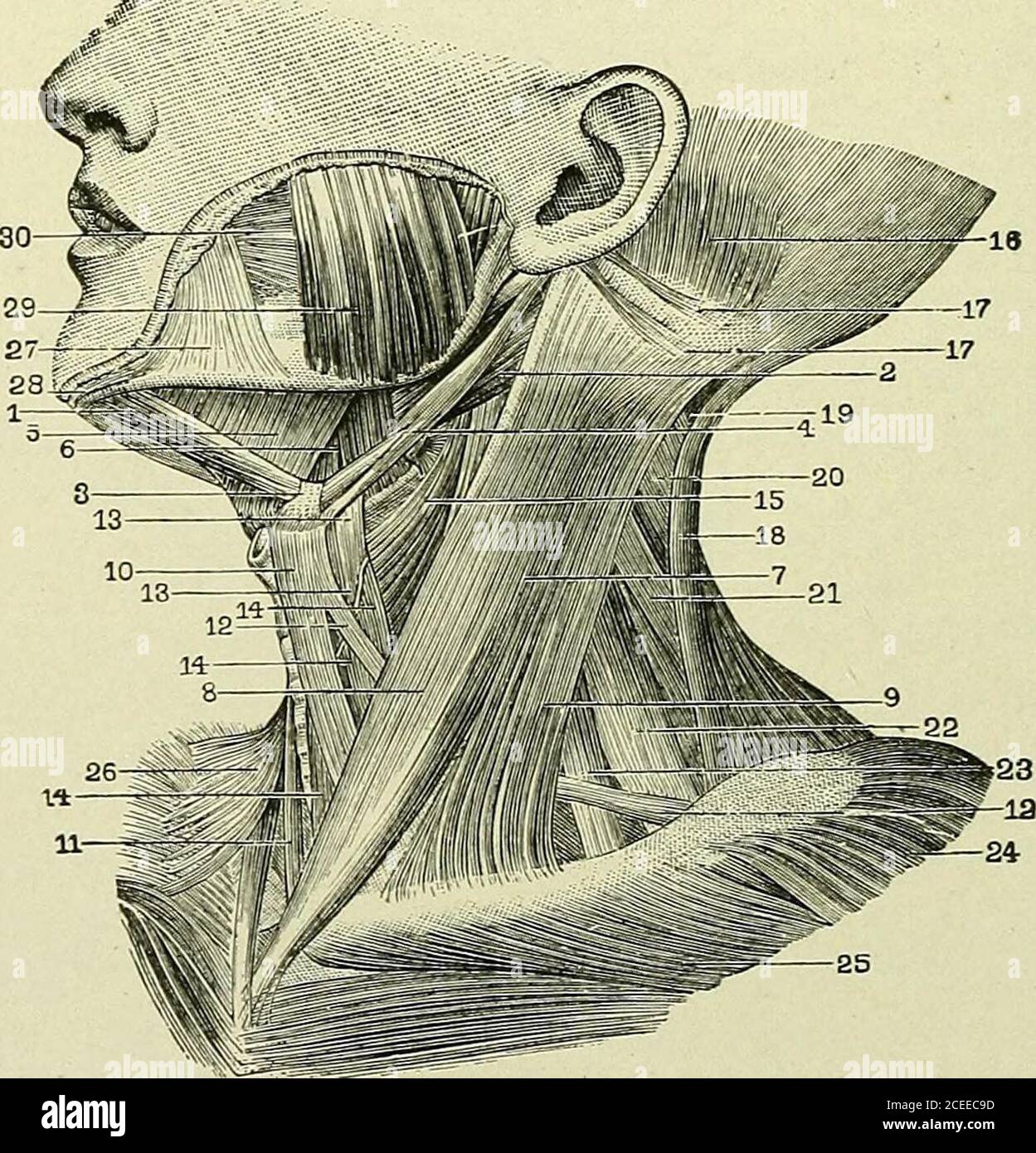 Lip muscles hi-res stock photography and images - Alamy