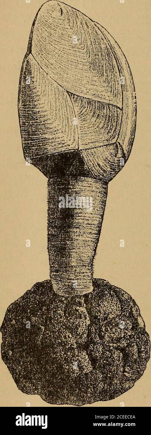 Red pumice rocks hi-res stock photography and images - Alamy