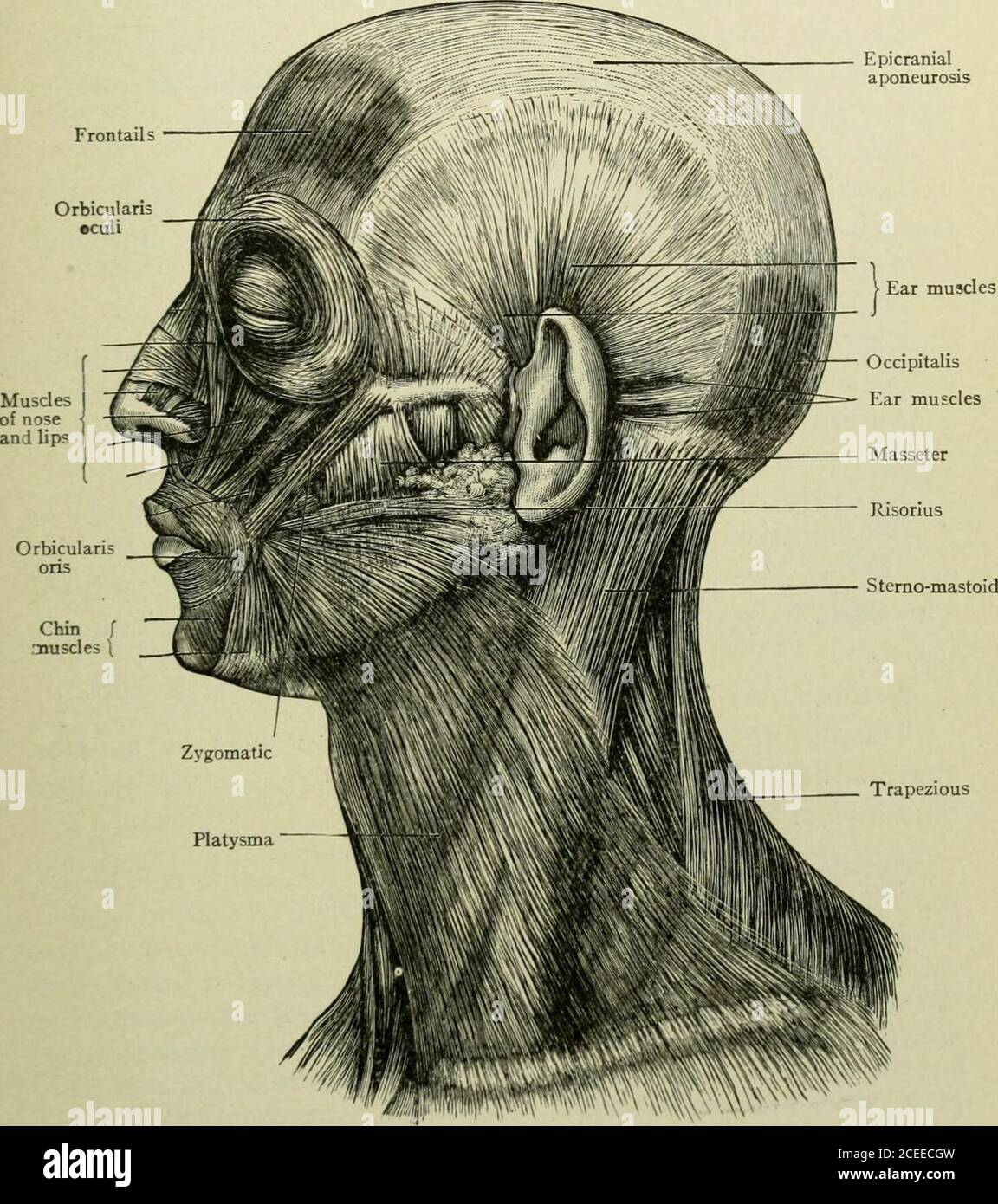 Epicranial aponeurosis hi-res stock photography and images - Alamy