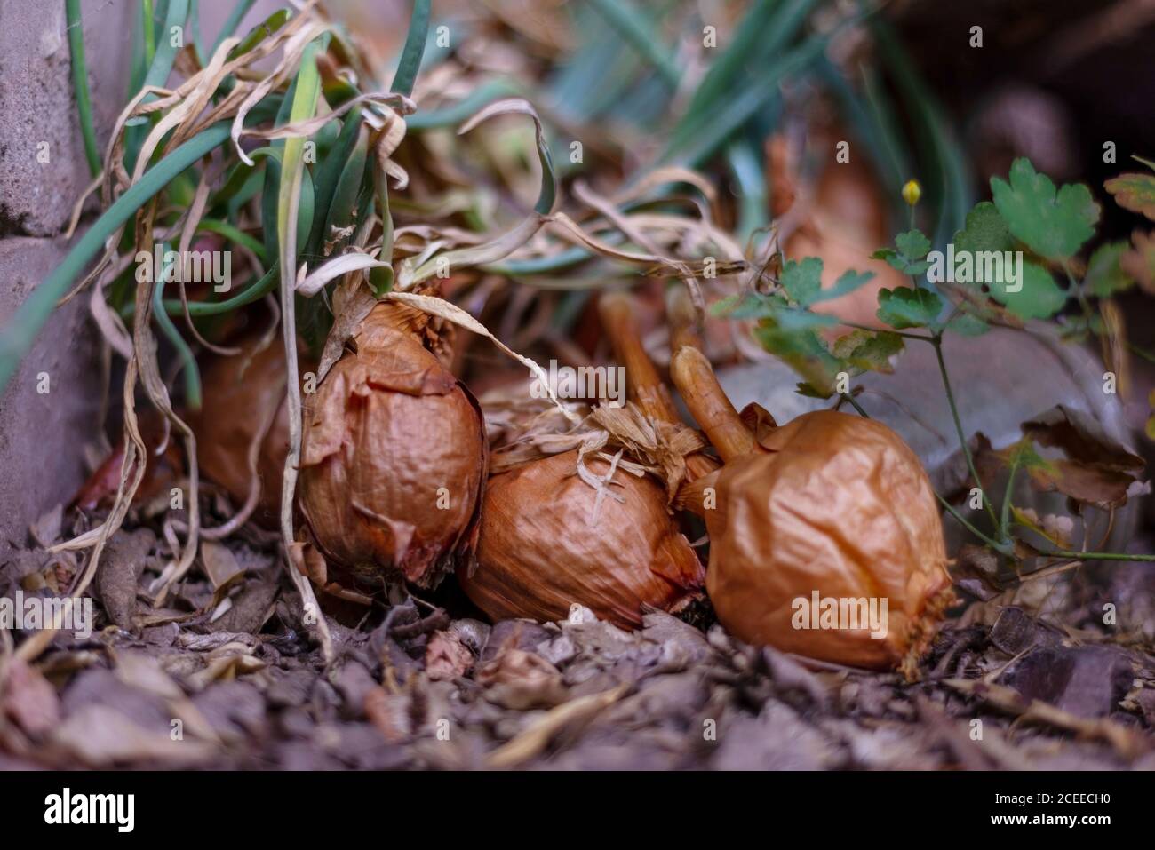 Rotten red onion hi-res stock photography and images - Alamy
