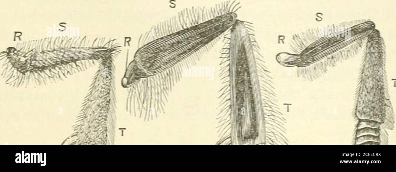 S terrestris hi-res stock photography and images - Alamy