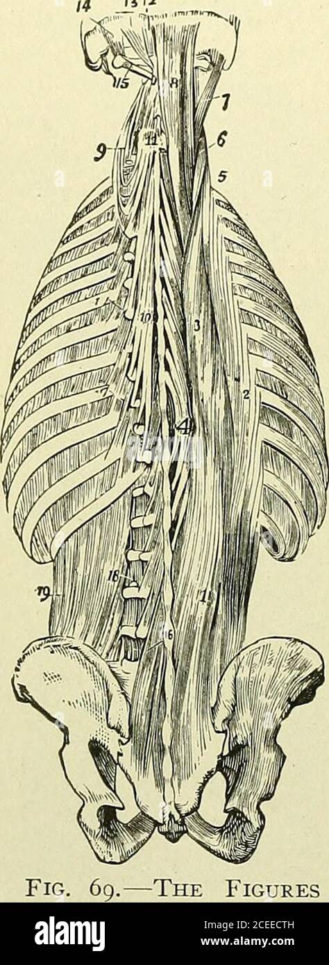 . Text-book of anatomy and physiology for nurses. d dorsal regions ...