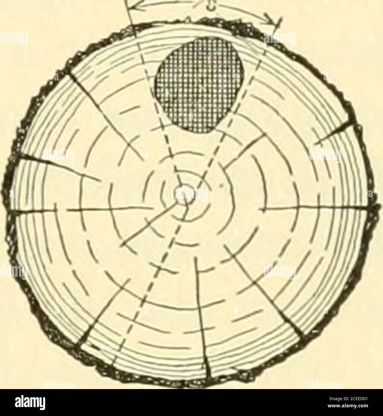 . Forest mensuration. EXTERIOR DEFECTS 115 diagram measuring 4 by 14 ...