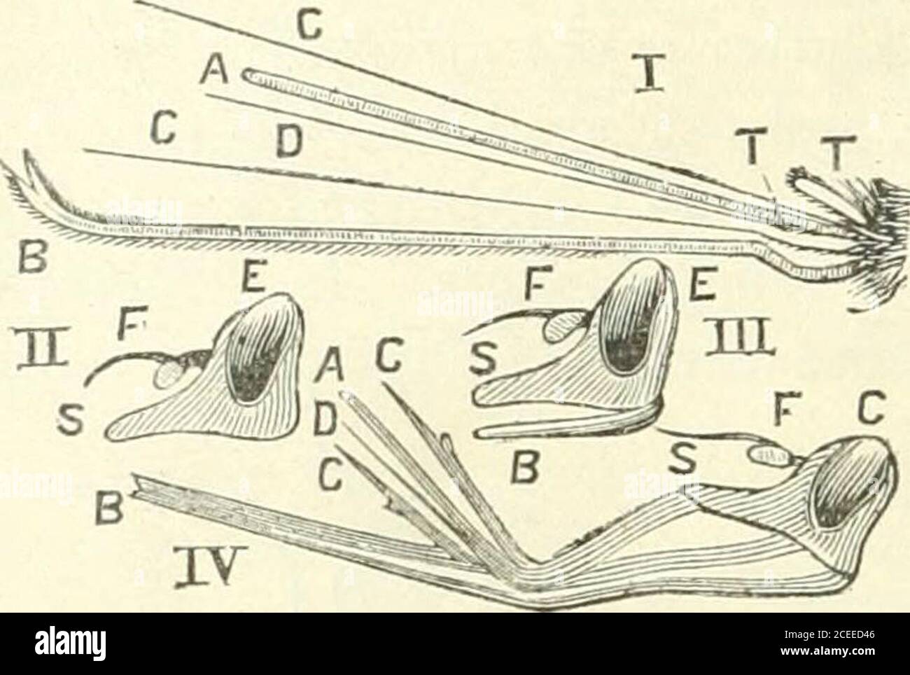 Rhingia rostrata hi-res stock photography and images - Alamy