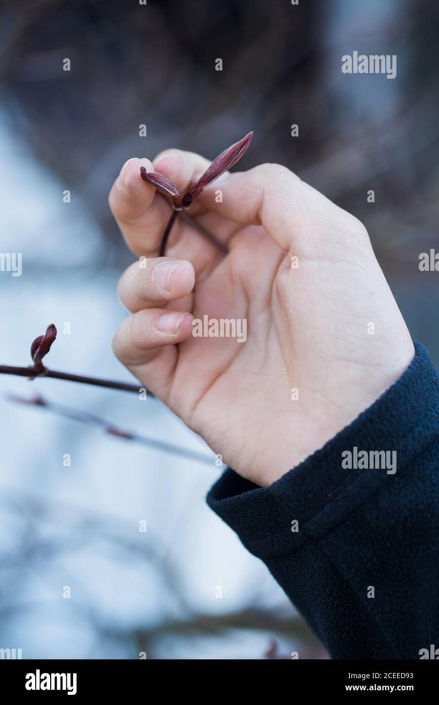 Hand touching leafless branch Stock Photo - Alamy