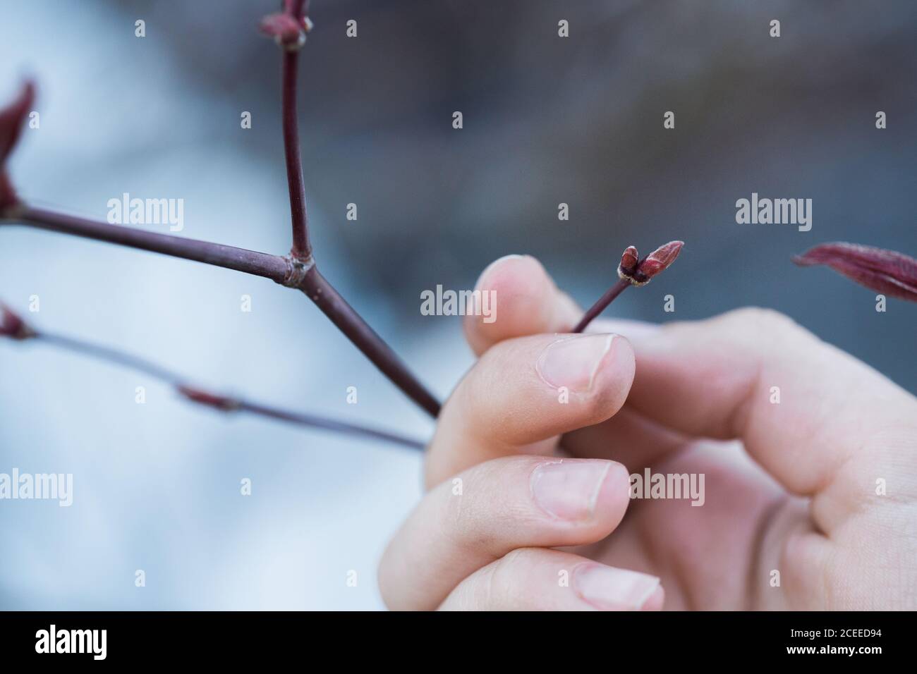 Hand touching leafless branch Stock Photo - Alamy