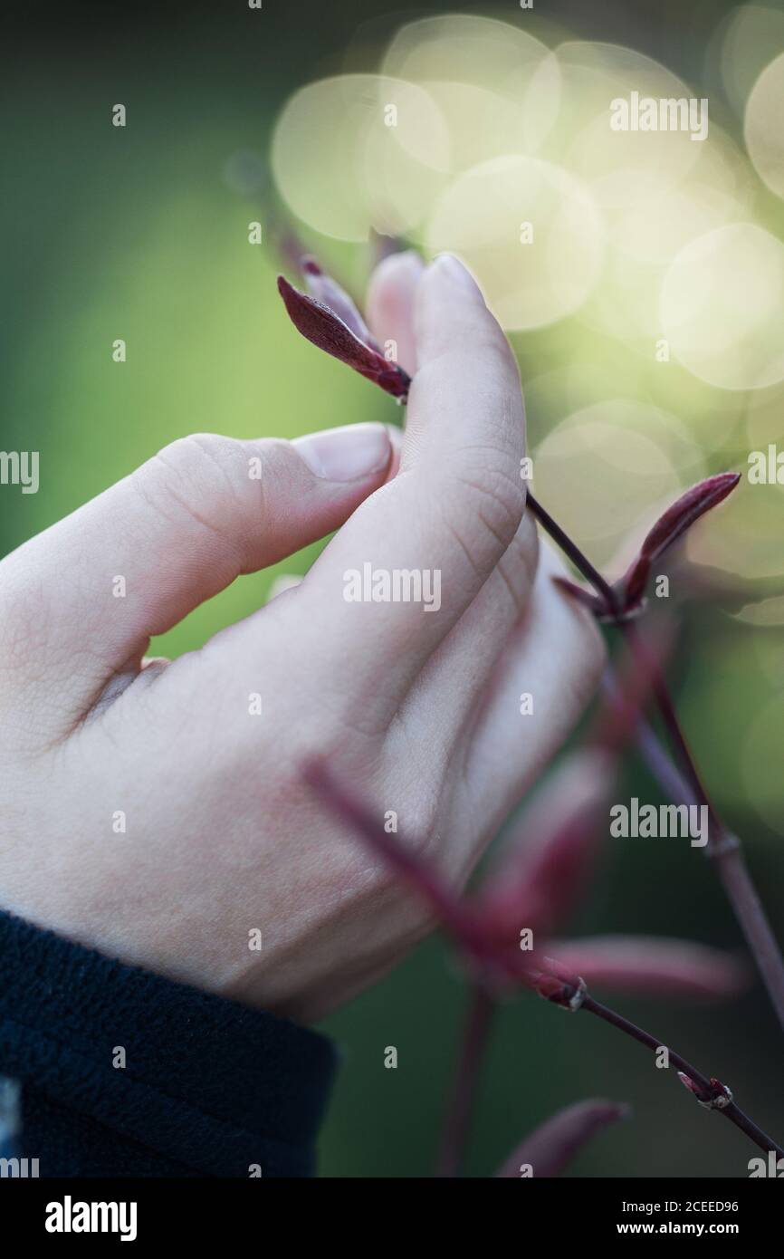 Hand touching leafless branch Stock Photo - Alamy