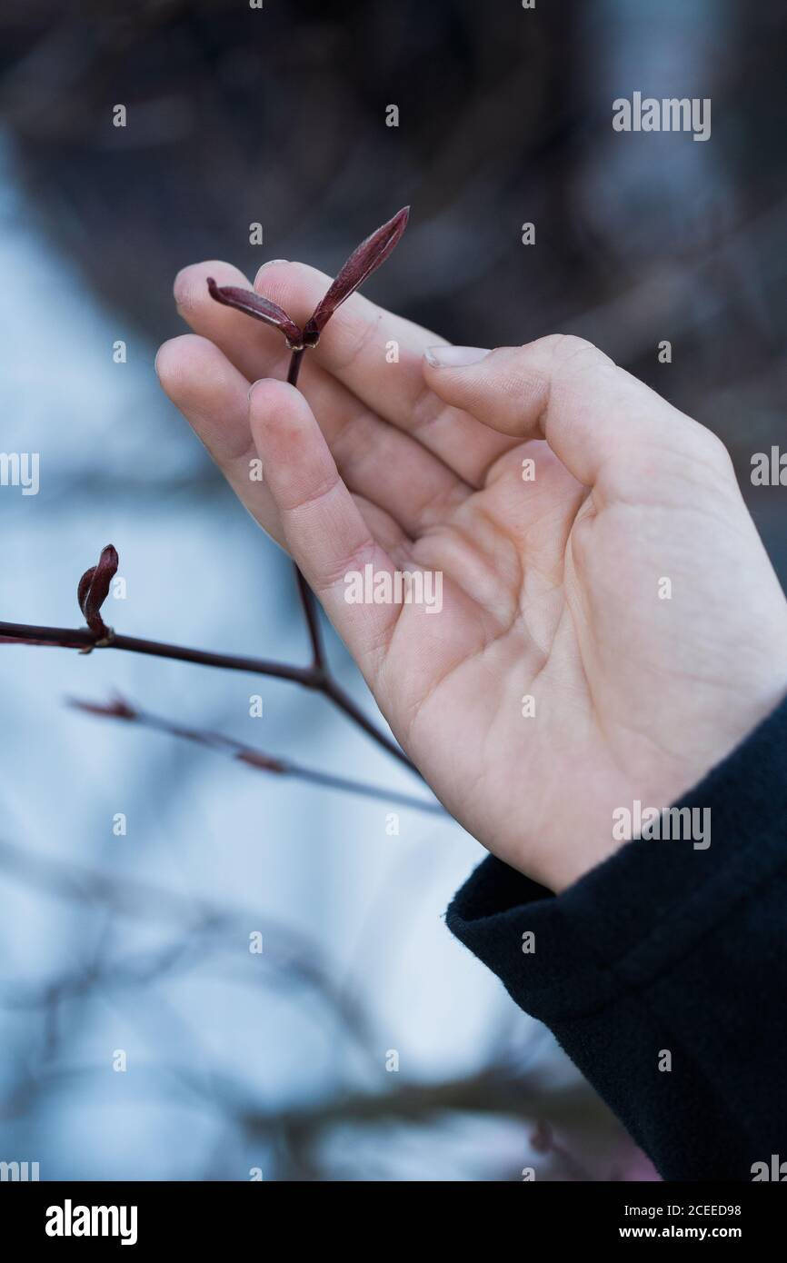 Hand touching leafless branch Stock Photo - Alamy