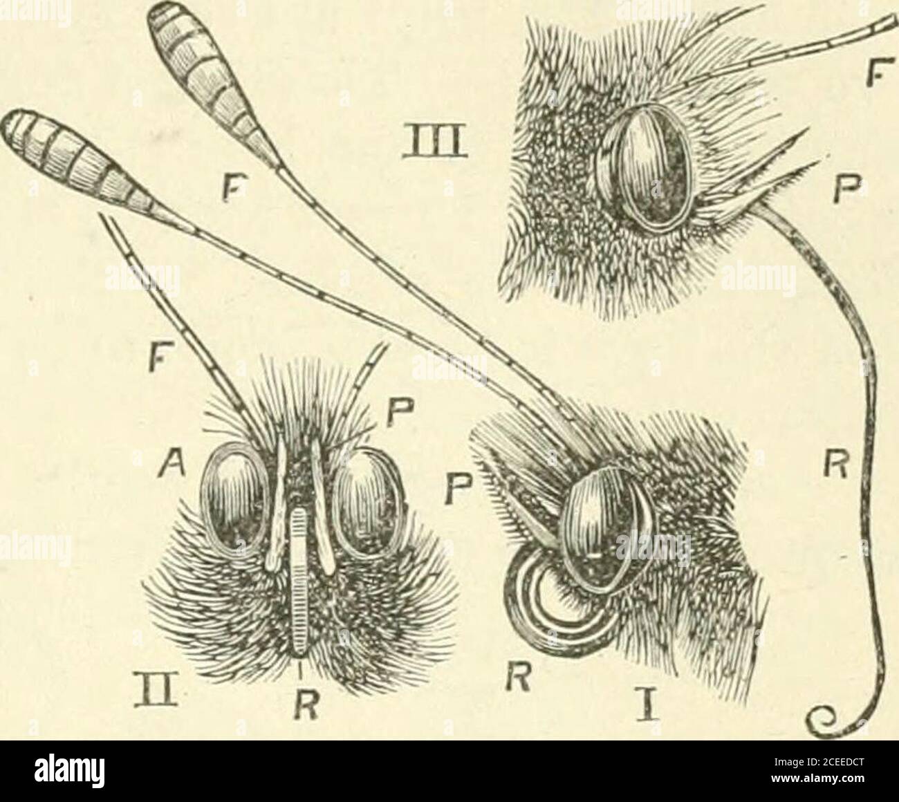 Uncoiled proboscis hi-res stock photography and images - Alamy