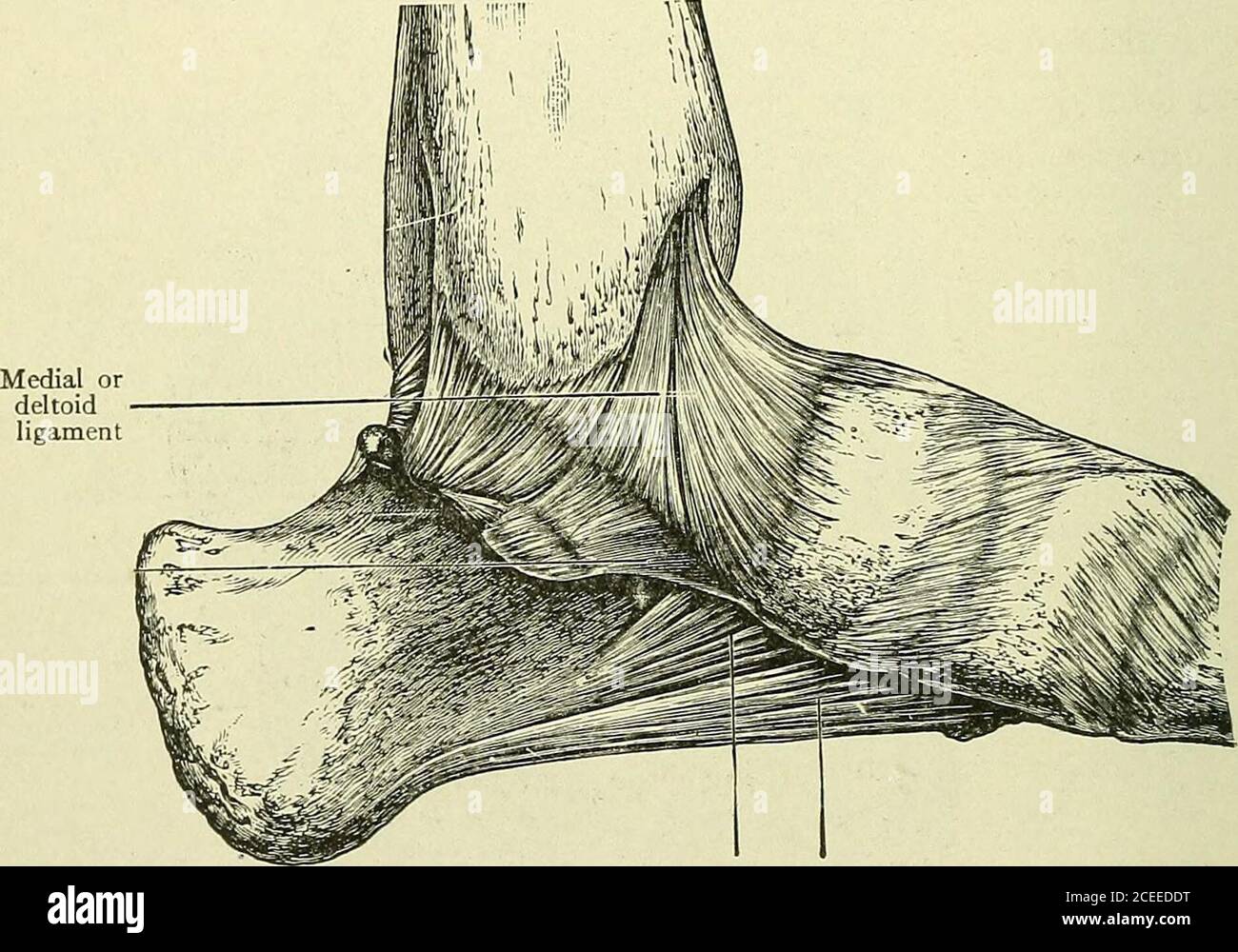 Ginglymus hi-res stock photography and images - Alamy