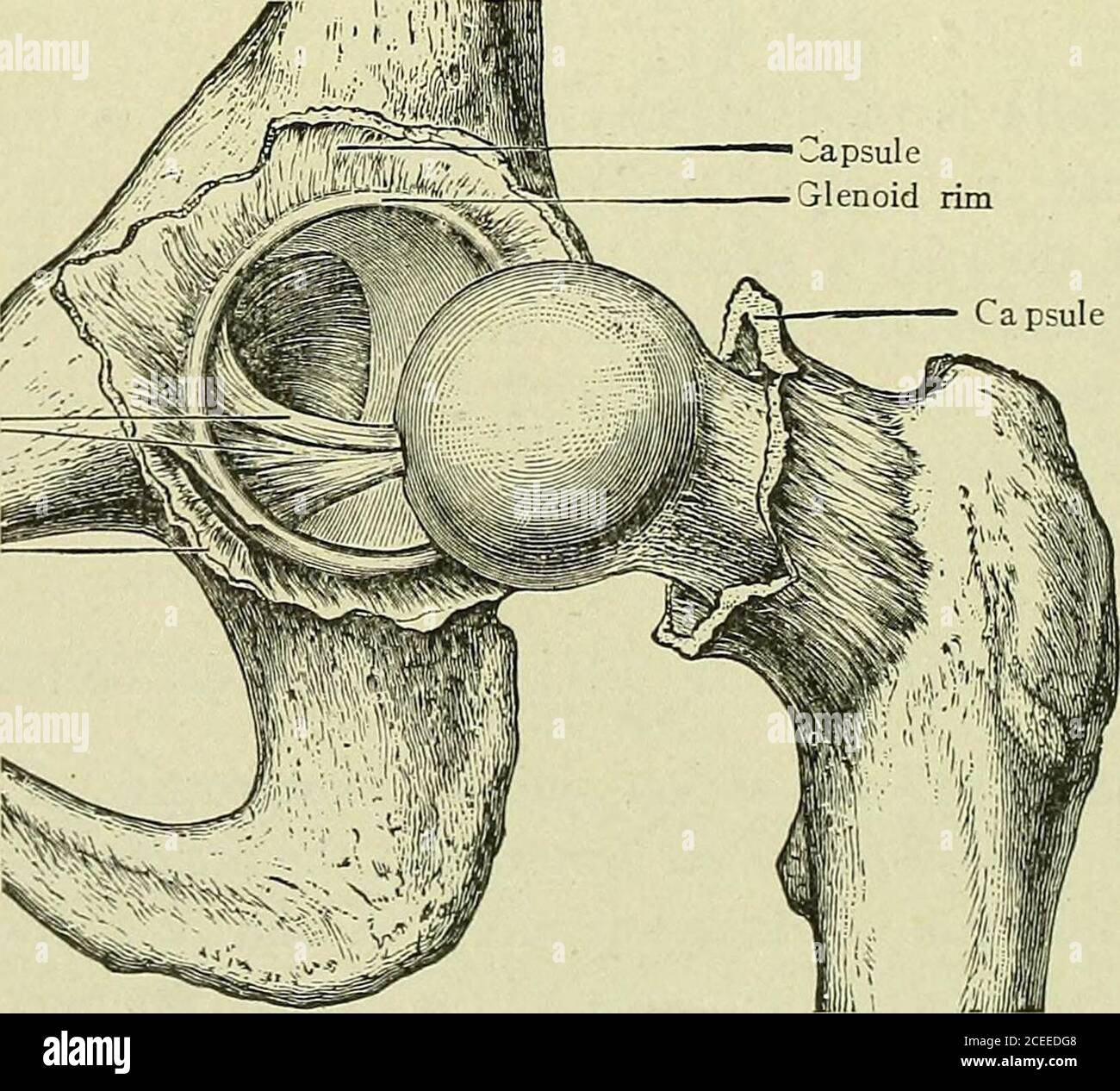 . Text-book of anatomy and physiology for nurses. Tendon of bicepsmusde ...