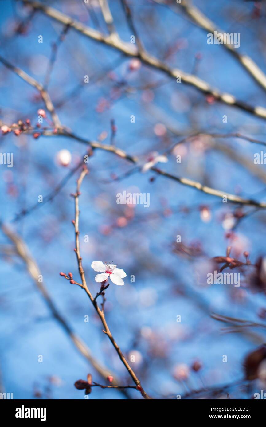 Branches with soft blooming flowers Stock Photo - Alamy