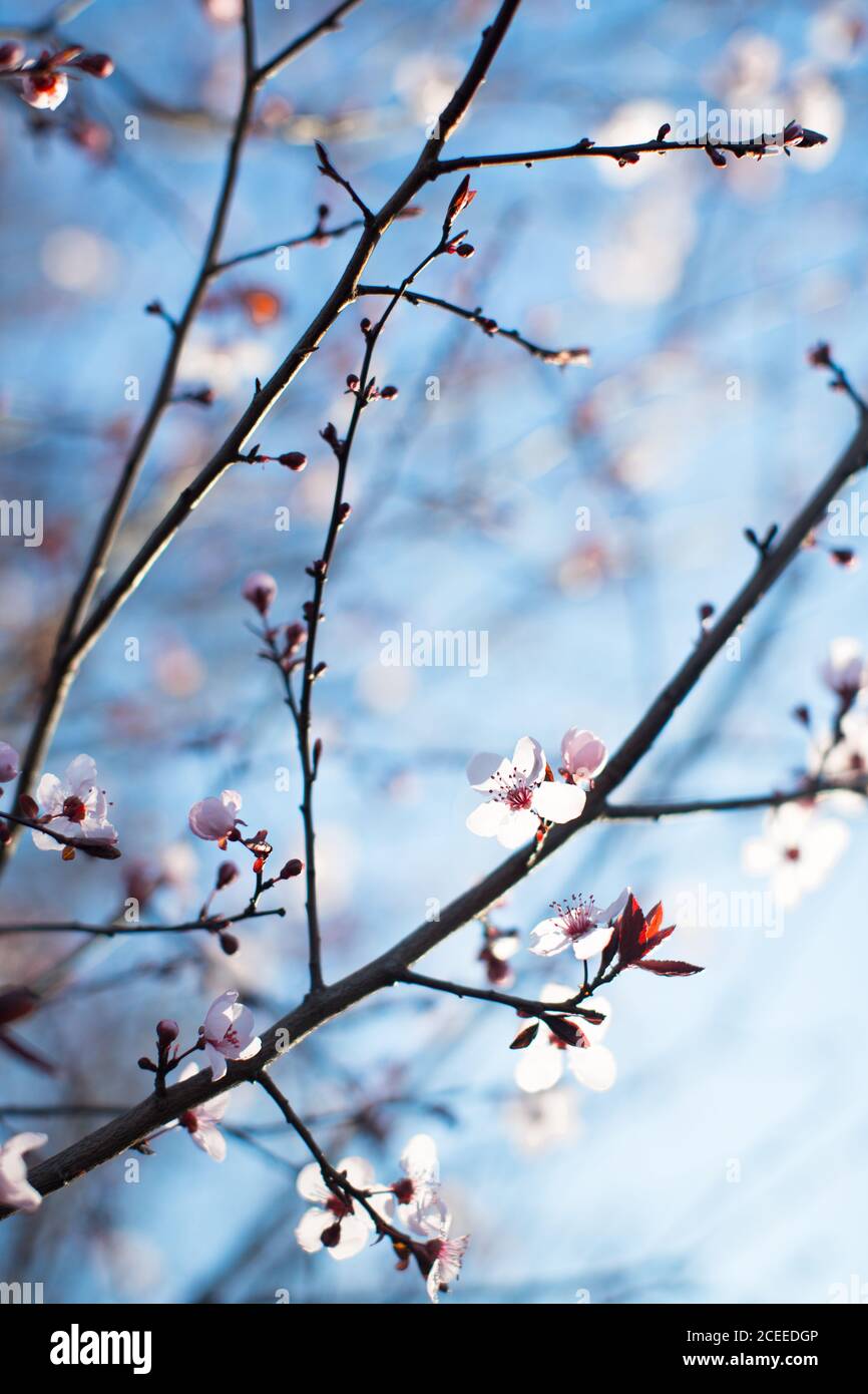 Branches with soft blooming flowers Stock Photo - Alamy