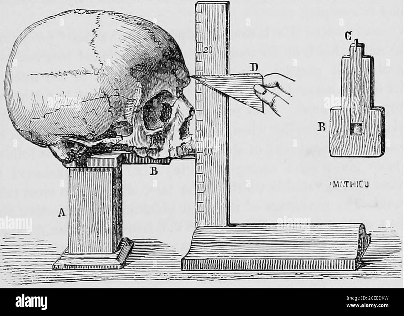 . Anthropology. rdinary horizontal pro-jections of the head, the face ...