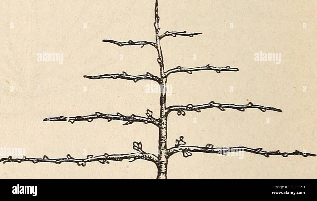 . Fruits and fruit-trees of America... Horizontal traiaing, second ...