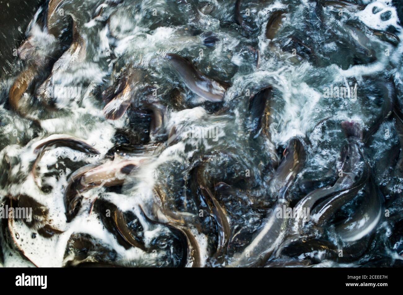 Captured fish hi-res stock photography and images - Alamy