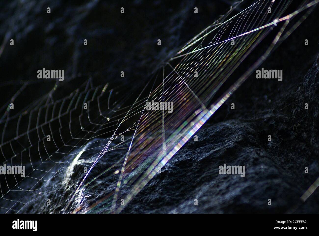 Spiderweb with a special light on a black rock in Prague Stock Photo ...