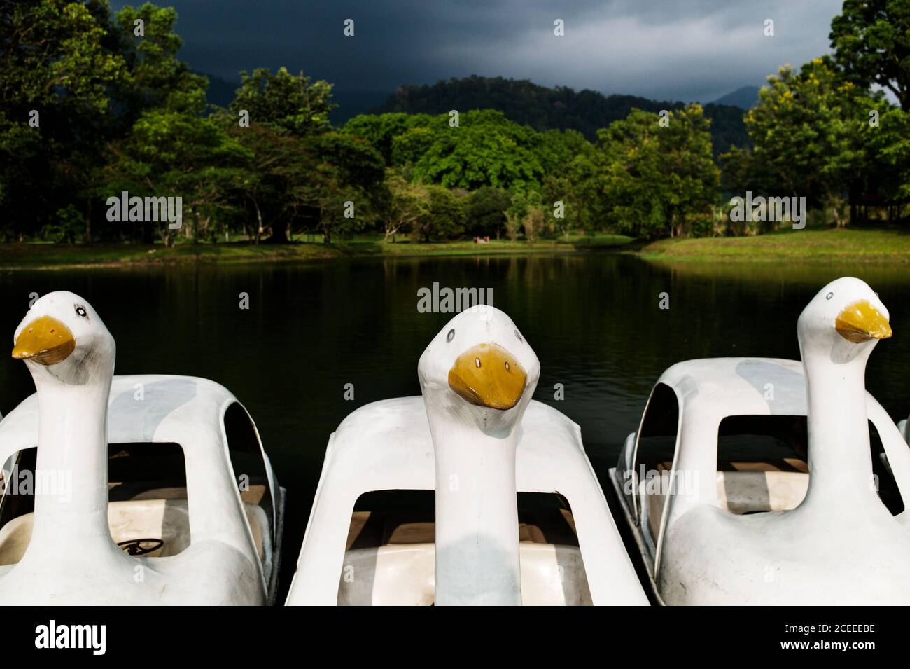 White goose paddle boats hi-res stock photography and images - Alamy