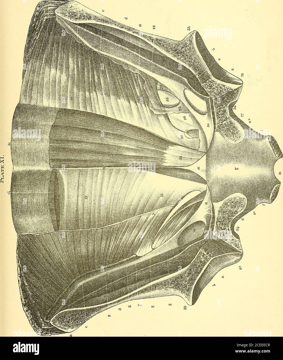 . The anatomy and surgical treatment of hernia. e. Spine of the pubis ...