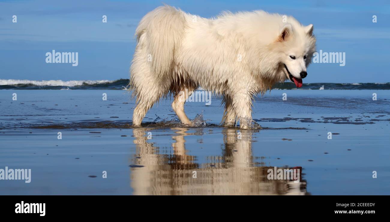 samoyed dog standing on the beach Stock Photo - Alamy