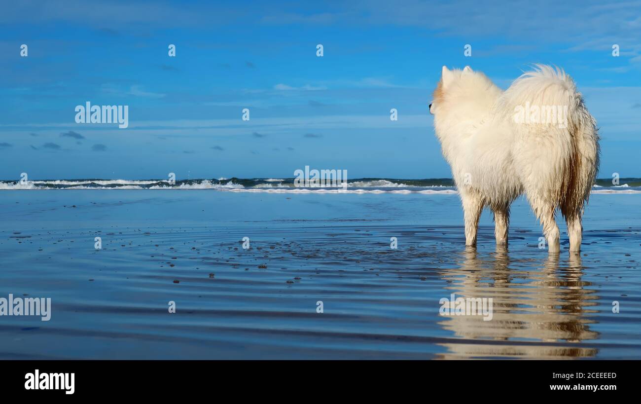 samoyed dog standing on the beach Stock Photo - Alamy