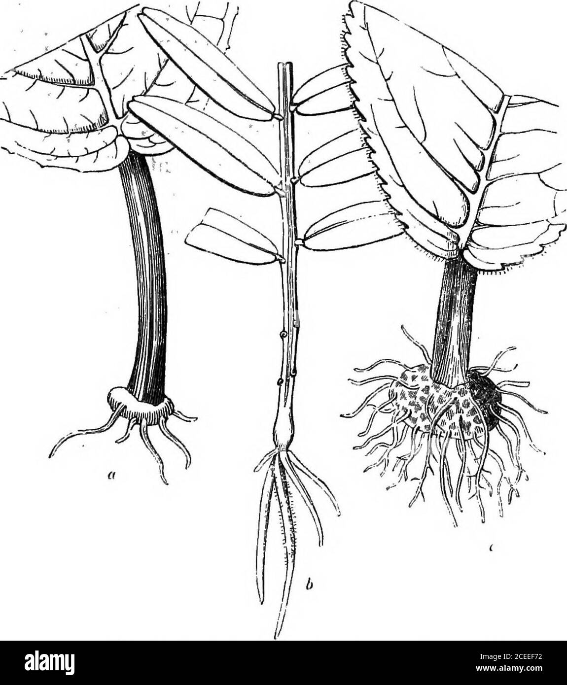 Very surprising roots Cut Out Stock Images & Pictures - Alamy