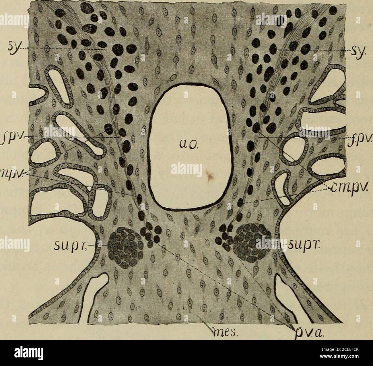 Sympathetic trunks hi-res stock photography and images - Alamy