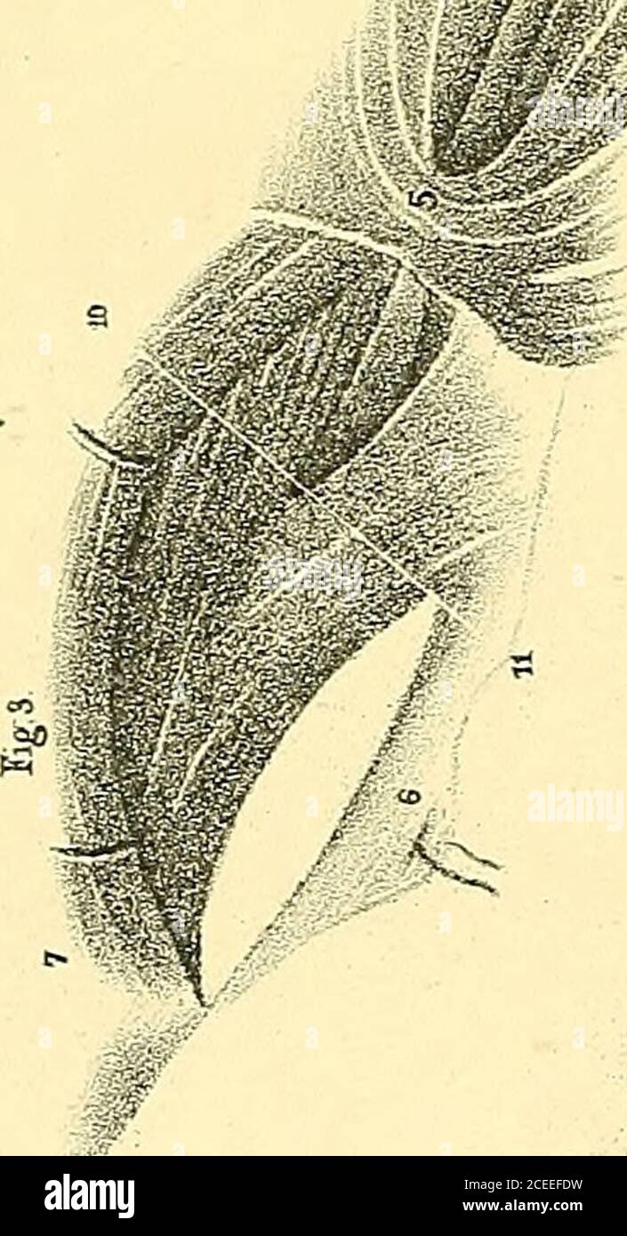Cremaster muscle hi-res stock photography and images - Alamy