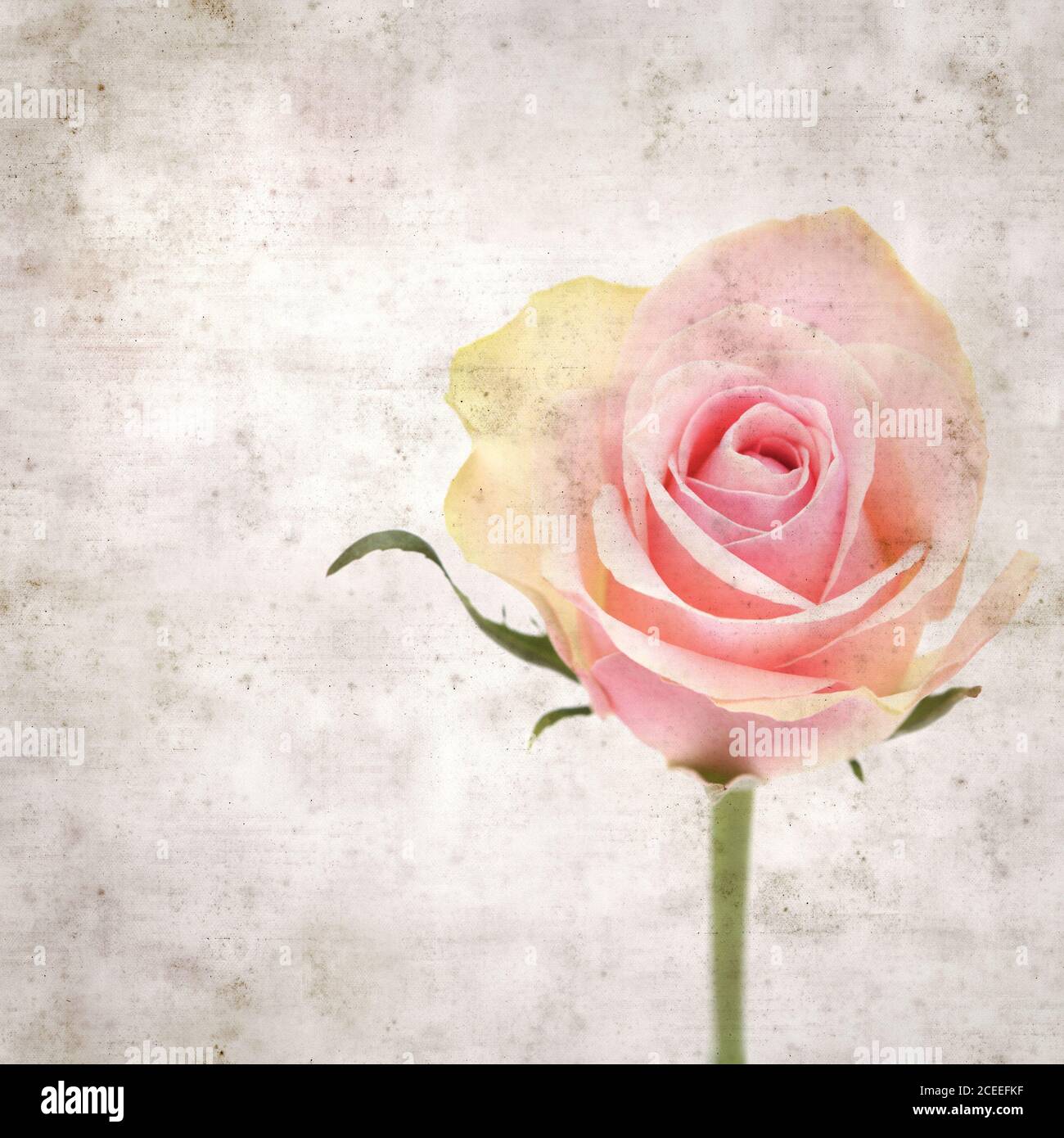 textured old paper background with unusual pink and green rose Stock ...